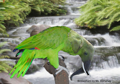 Morphing Animals in PSE8 | Adobe Education Exchange