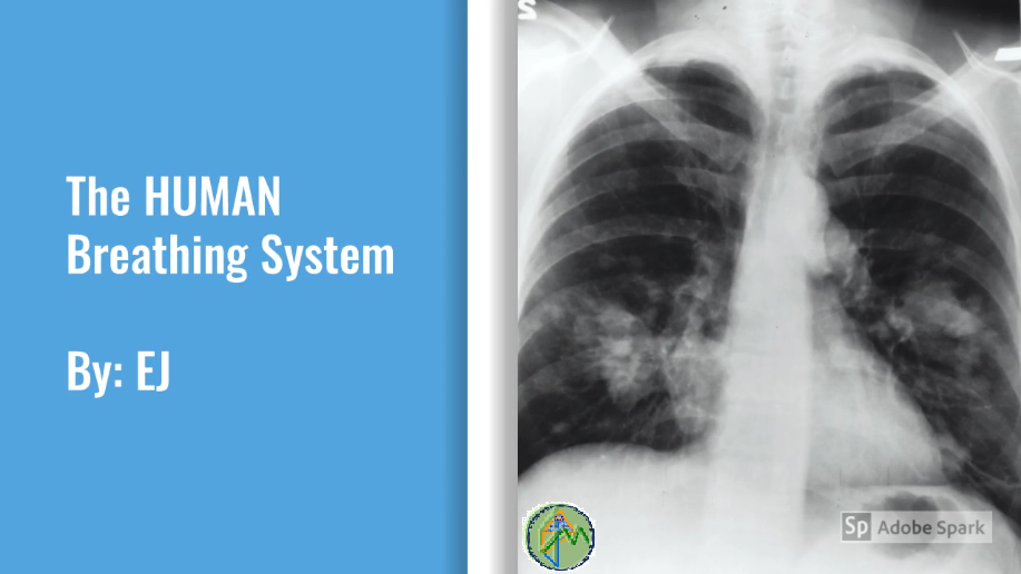 The Human Breathing System | Adobe Education Exchange