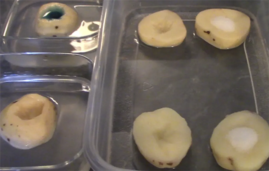 Potato Osmoscope Activity | Adobe Education Exchange