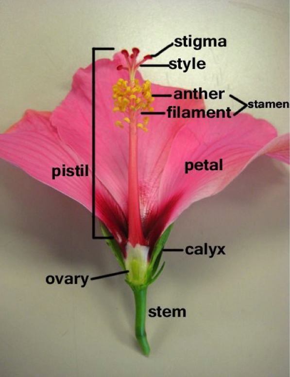 STRUCTURE OF FLOWER. | Adobe Education Exchange