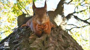 Save Squirrels | Adobe Education Exchange