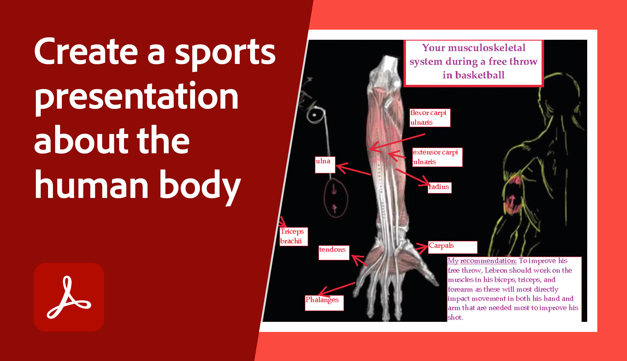 Create a sports presentation about the human body | Adobe Education ...